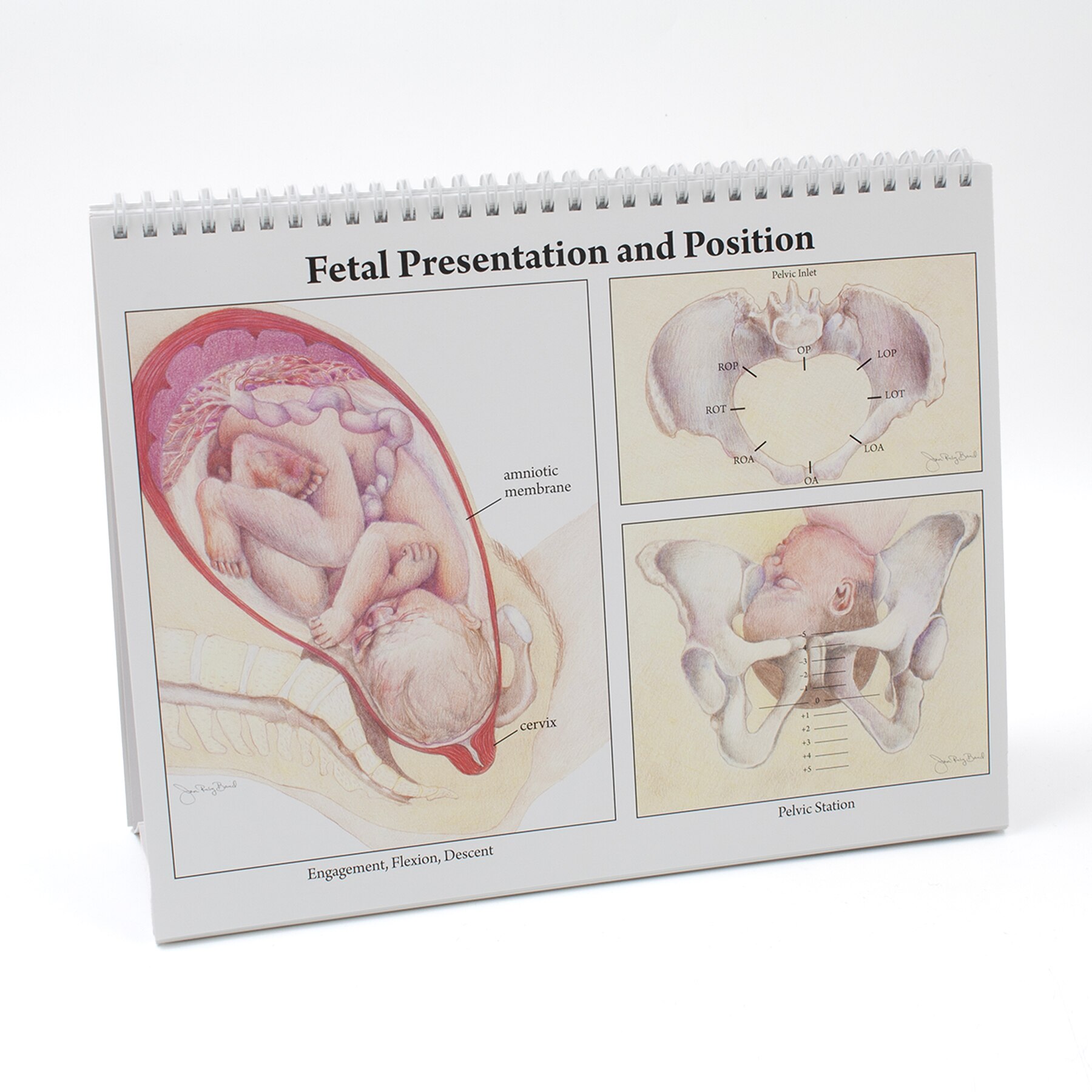 Childbearing: Classic Series Desk Version | Childbirth Graphics