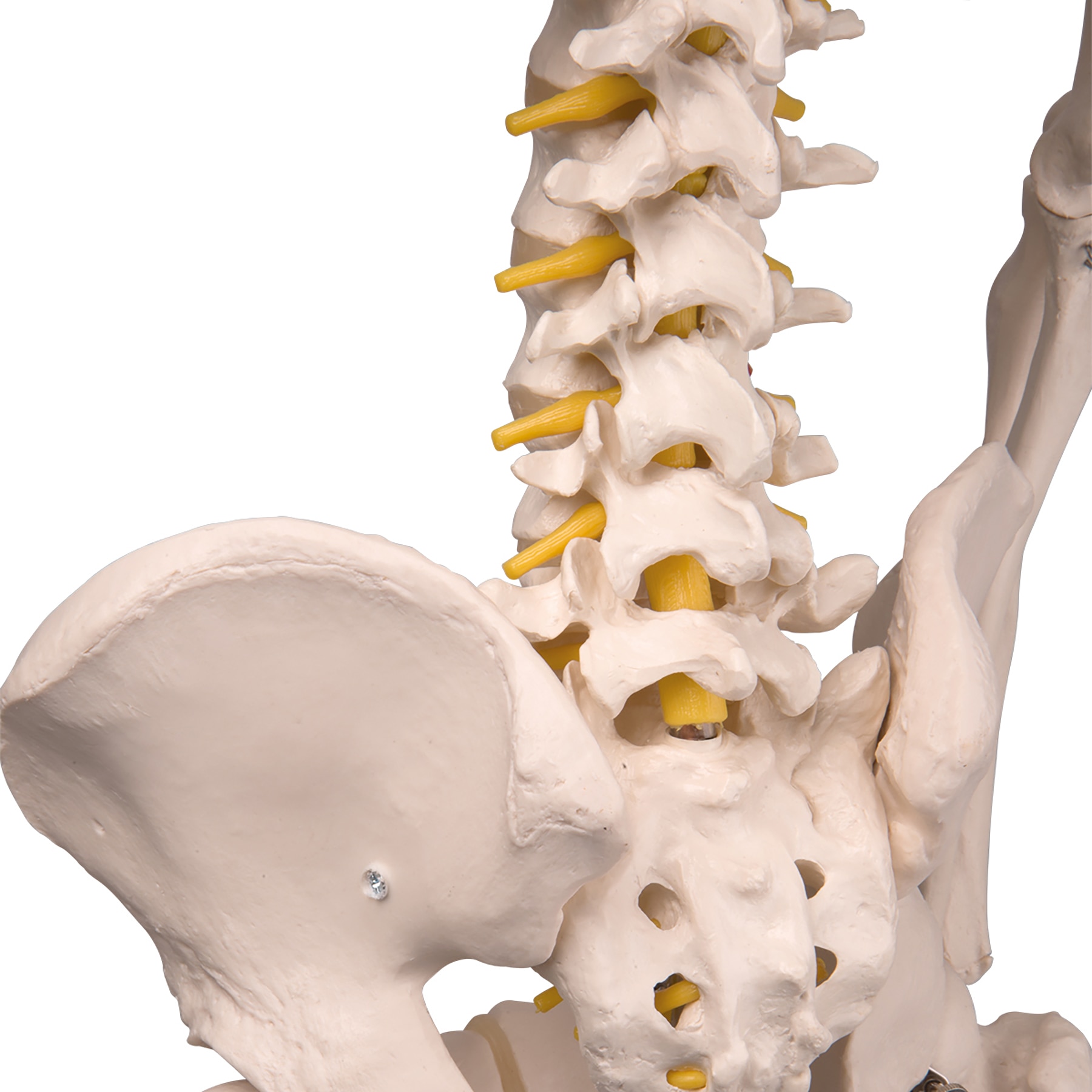 Human Skeleton Spine