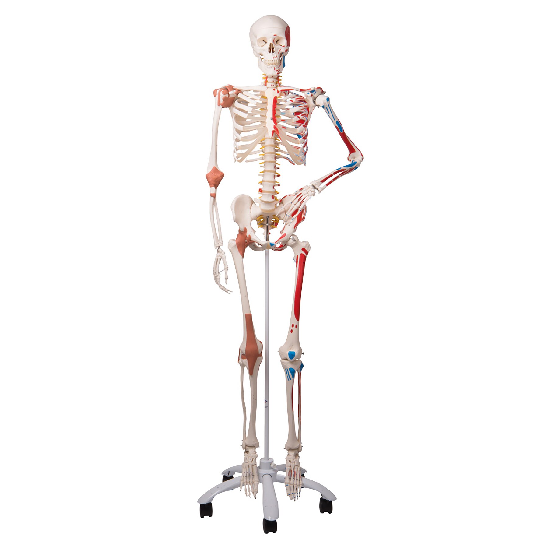 Human Skeleton Anatomy Model