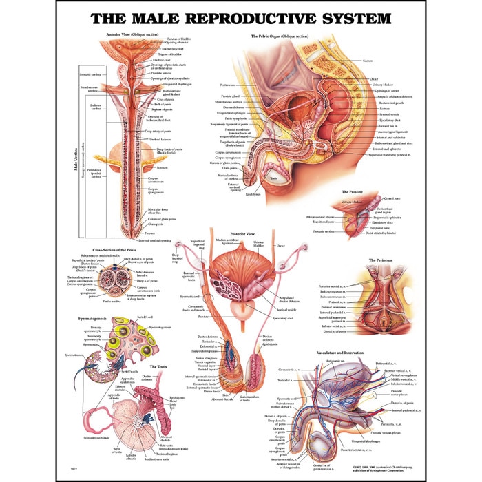 Anatomy Chart The Male Reproductive System Health Edco