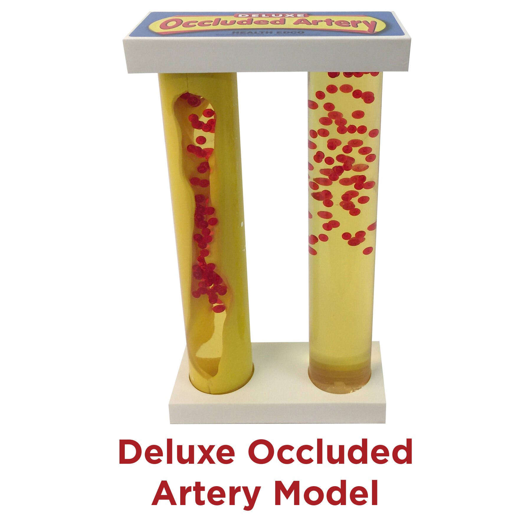 Five Facts About Heart Health | Health Edco