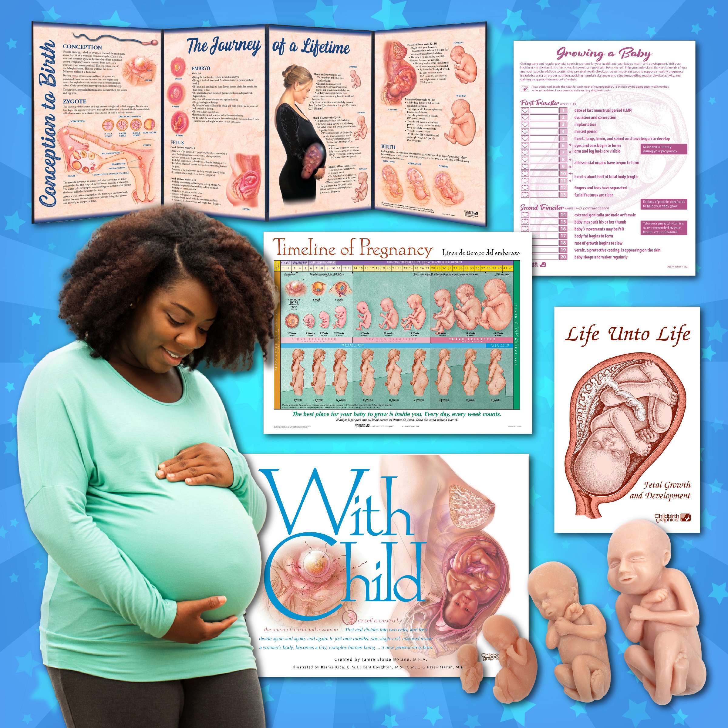 Fetal Development Teaching Resources | Childbirth Graphics