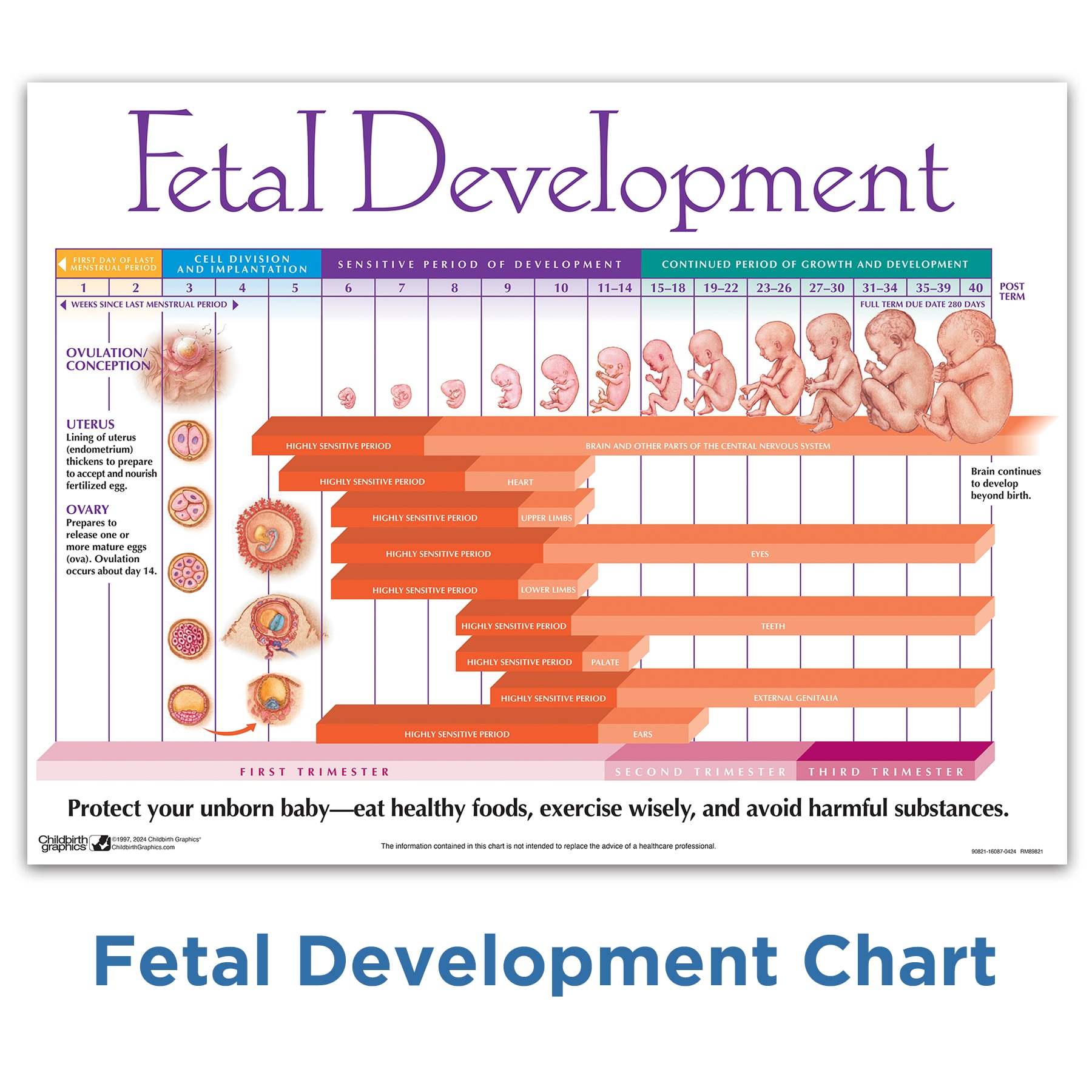 Fetal Development Teaching Resources | Childbirth Graphics