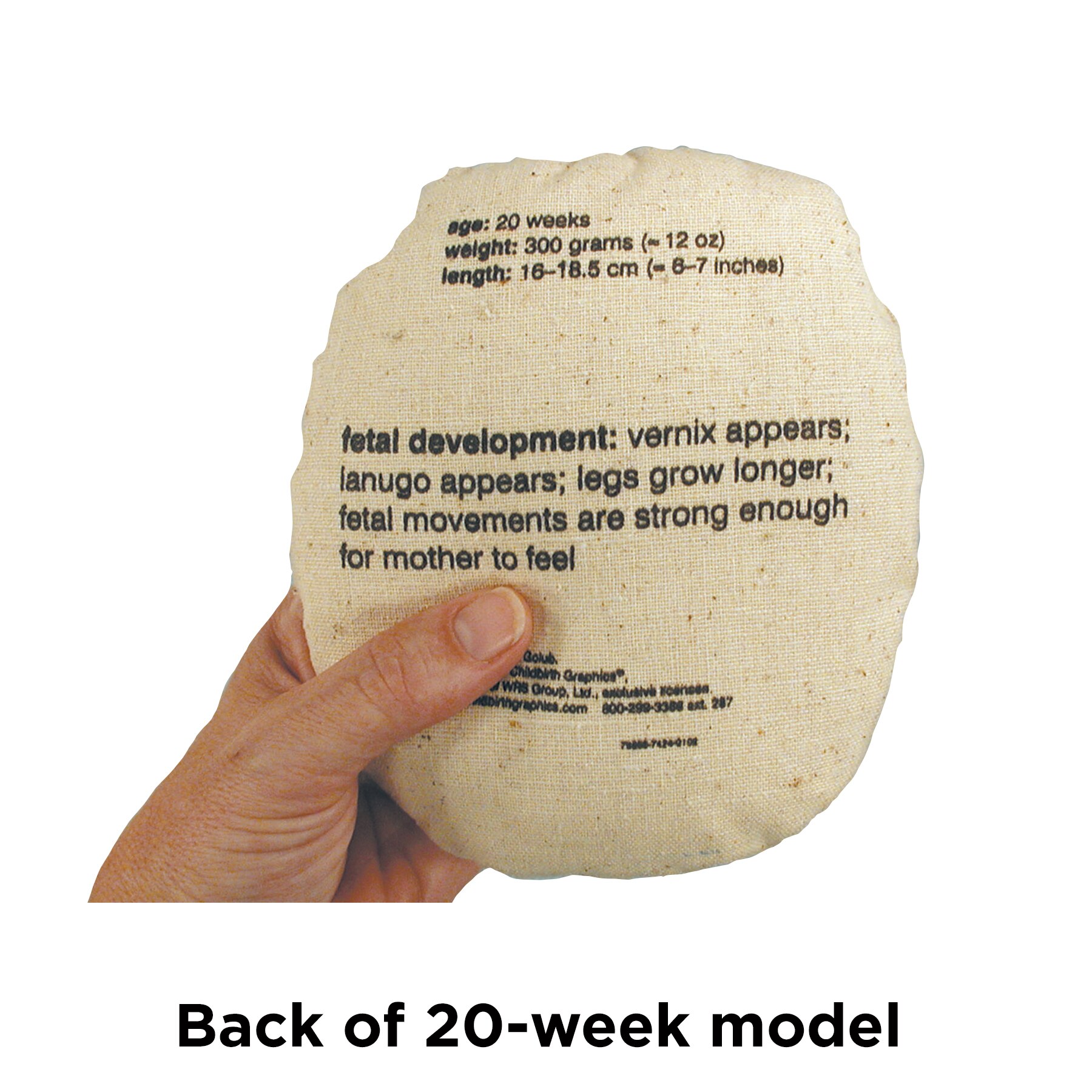 It's Back: Womb to Grow Model Set | Childbirth Graphics